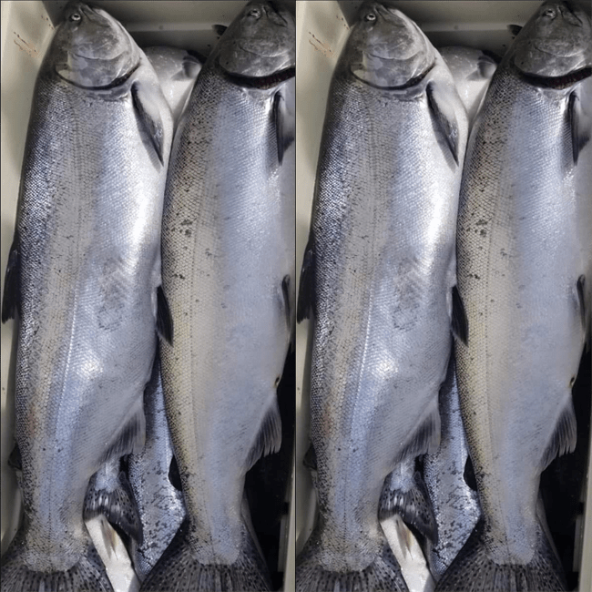 Fishing Charters In Niagara | Niagara Fish Assassins